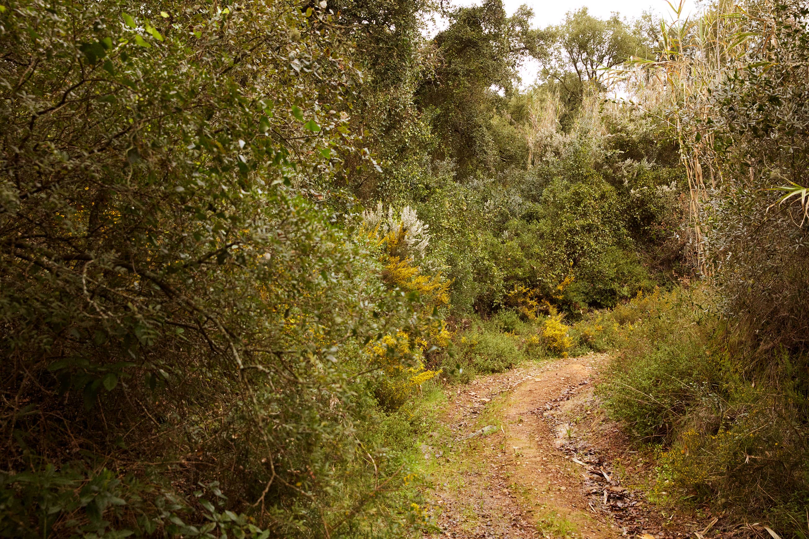 Sale Lingerie | For Love & Lemons